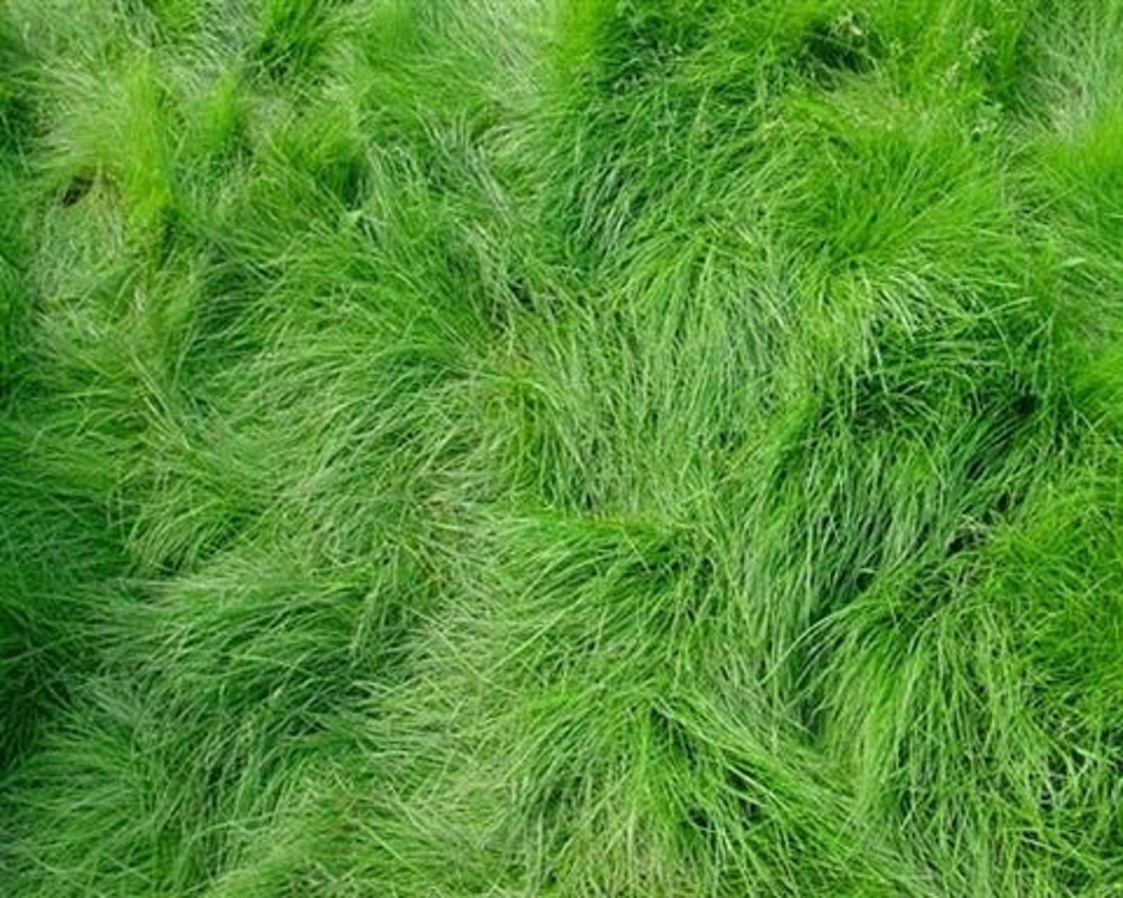 Creeping Red Fescue Grass Seed - Etsy
