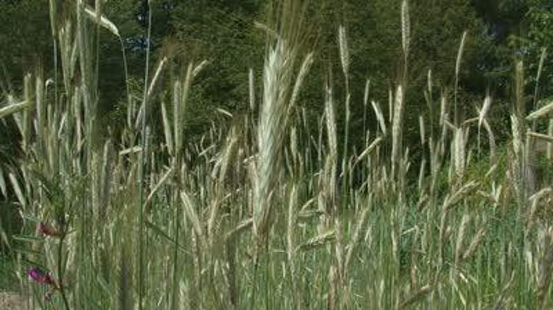 Fridge Triticale Seed - Etsy