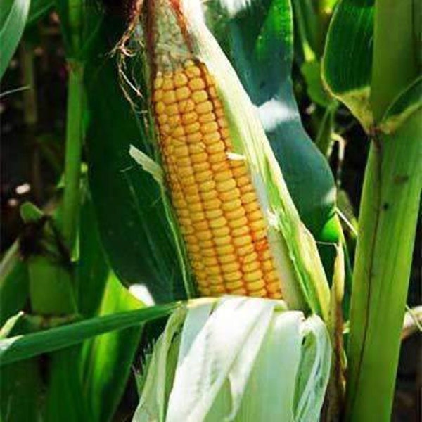 Corn - Etsy