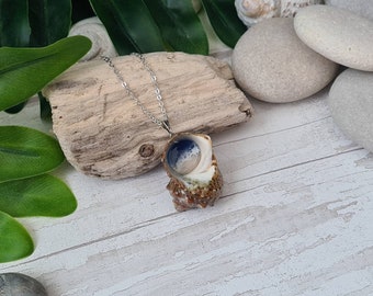 Mexican Turbo Shell - Etsy