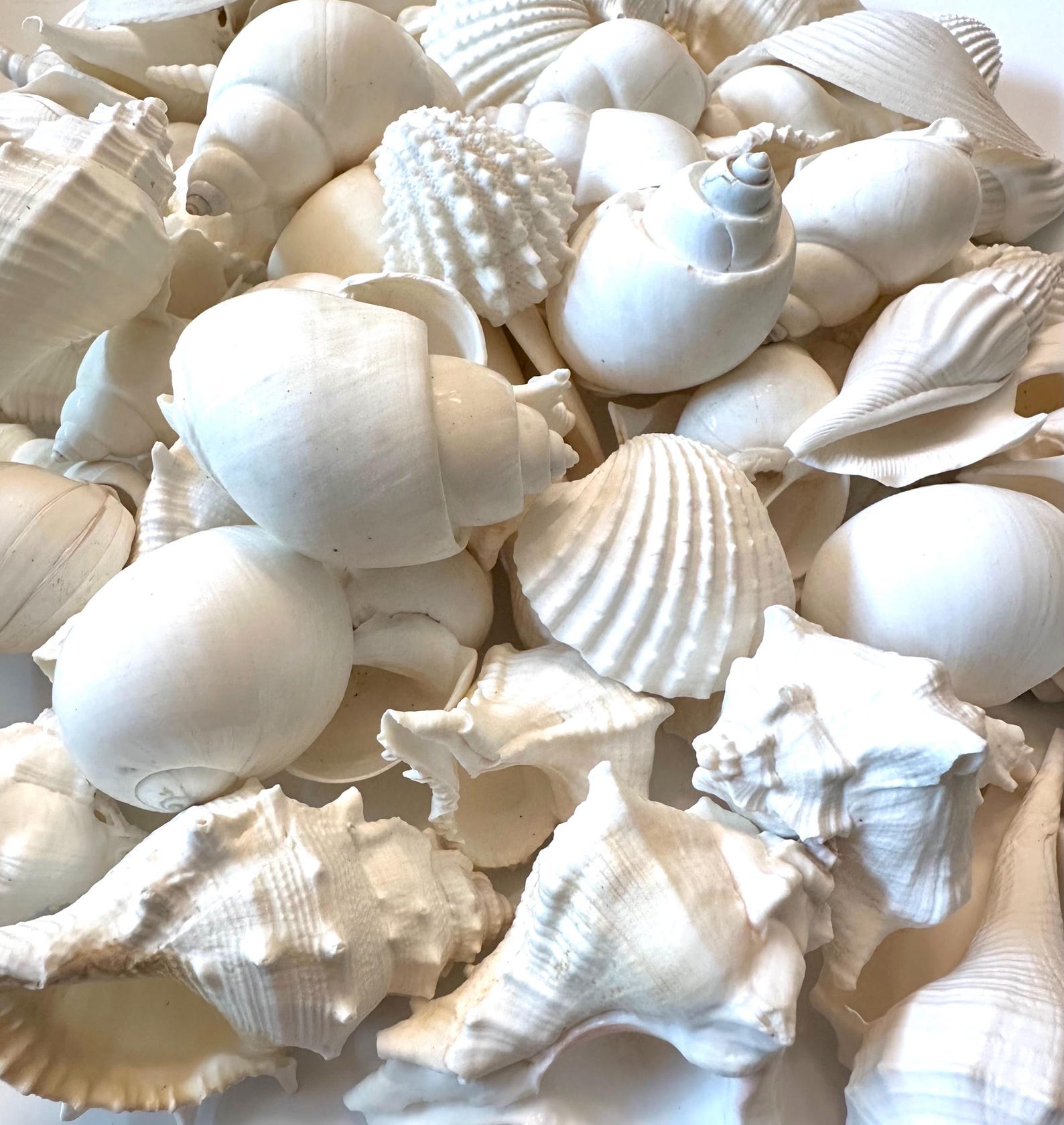 White Seashell Mix, Wedding Decor, Beach Decor, Home Decor, Vase Filler, Craft Shells, Collage ...