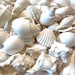 White Seashell Mix, Wedding Decor, Beach Decor, Home Decor, Vase Filler, Craft Shells, Collage ...