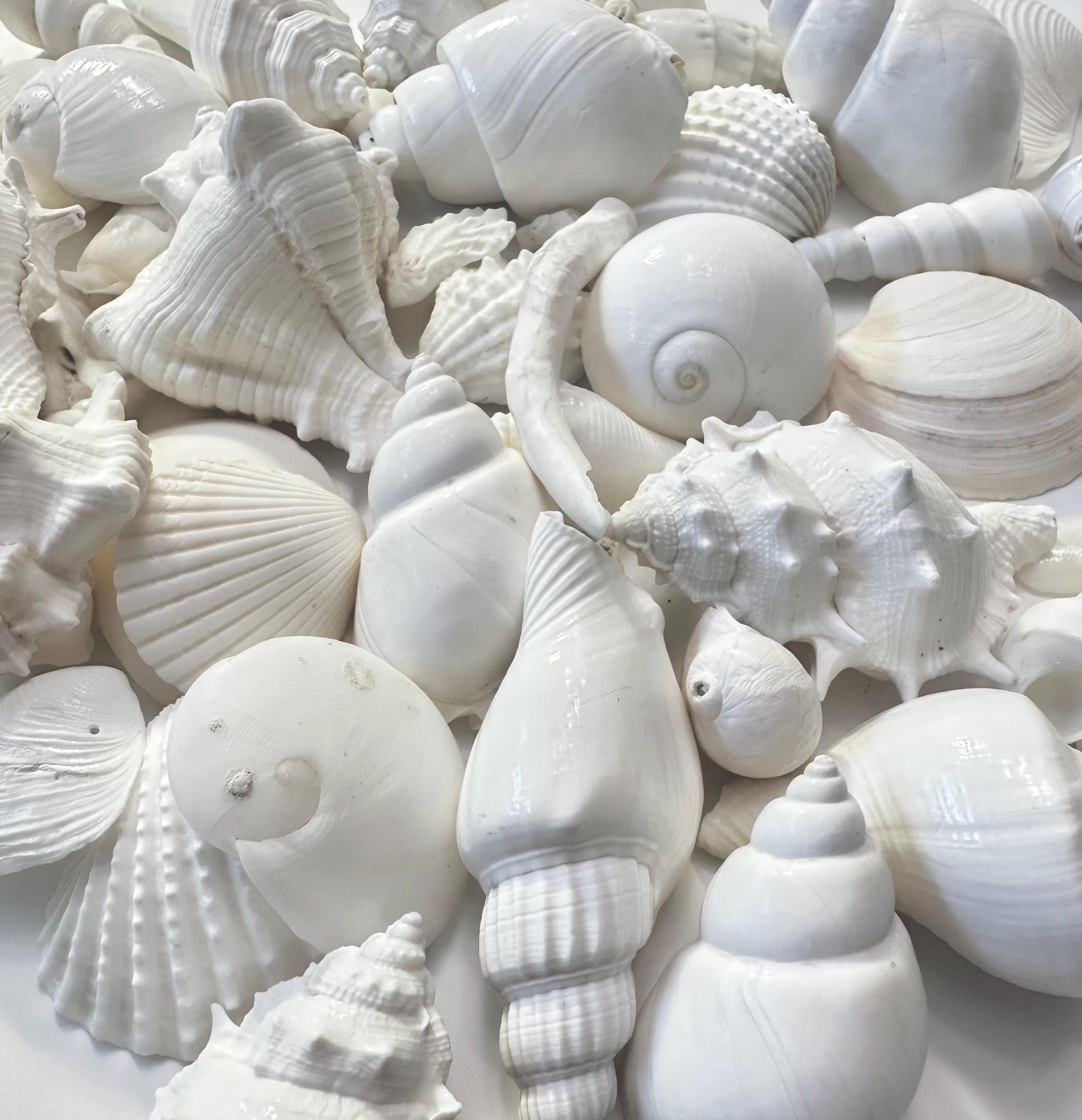 White Seashell Mix, Wedding Decor, Beach Decor, Home Decor, Vase Filler, Craft Shells, Collage ...