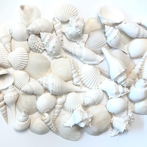 White Seashell Mix, Wedding Decor, Beach Decor, Home Decor, Vase Filler ...