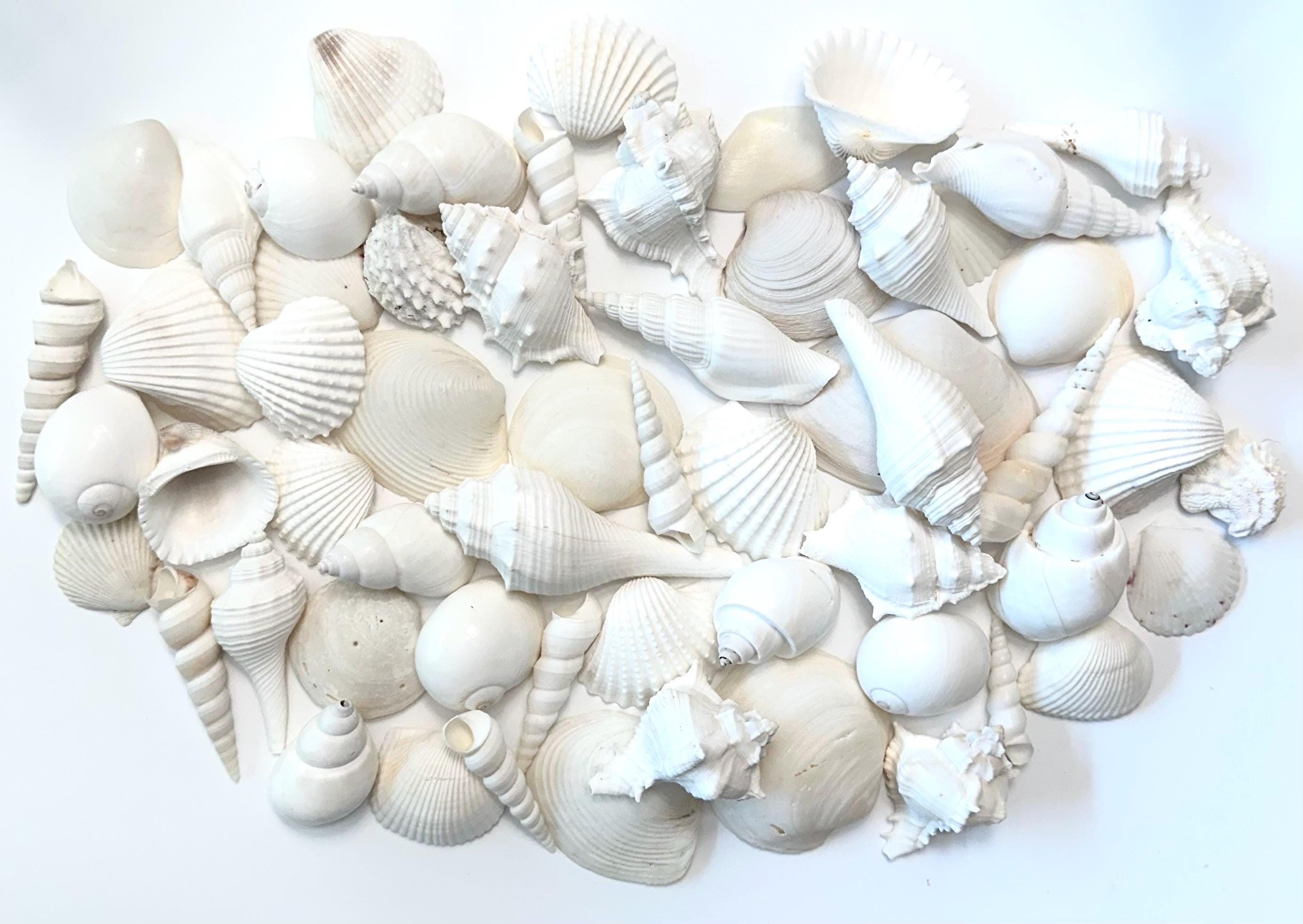 White Seashell Mix, Wedding Decor, Beach Decor, Home Decor, Vase Filler, Craft Shells, Collage ...
