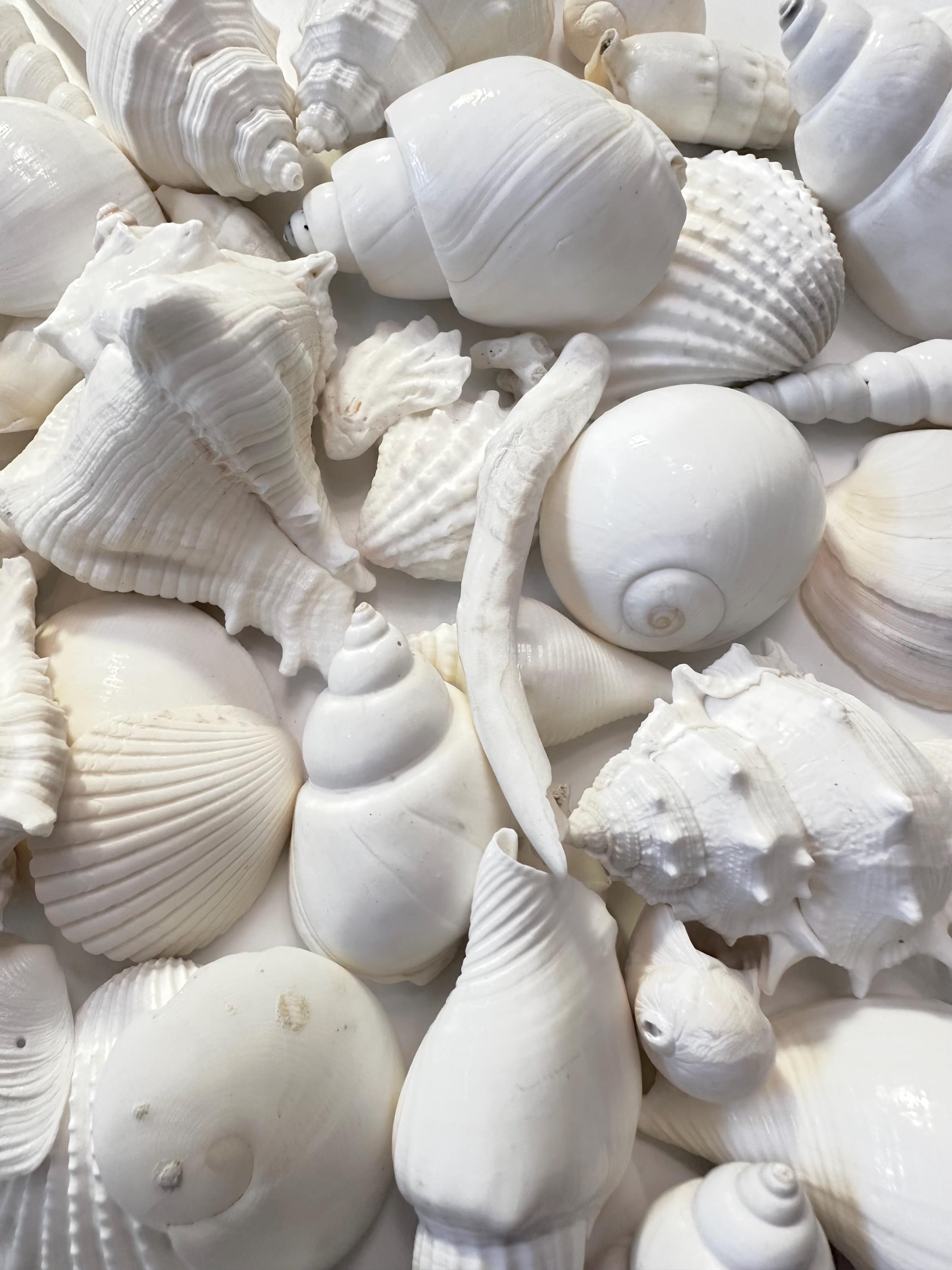 White Seashell Mix, Wedding Decor, Beach Decor, Home Decor, Vase Filler, Craft Shells, Collage ...