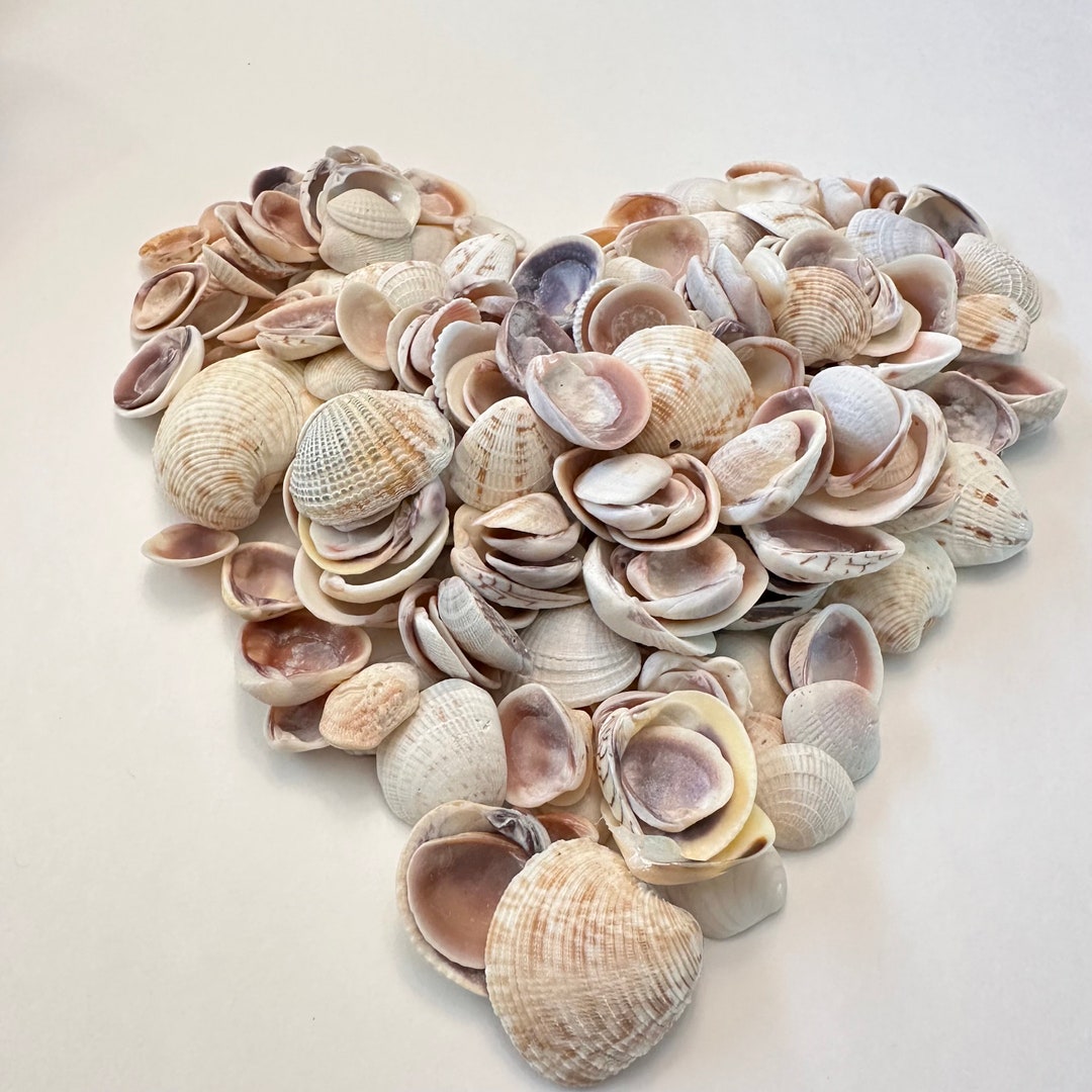 Florida Cross Barred Venus Seashells, Natural not Drilled or Drilled ...