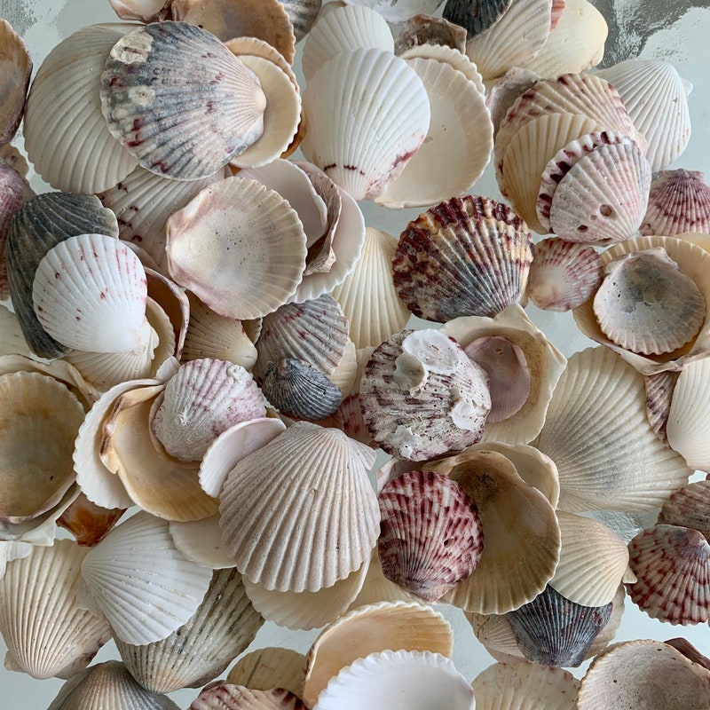 Calico Scallop Shell - Etsy