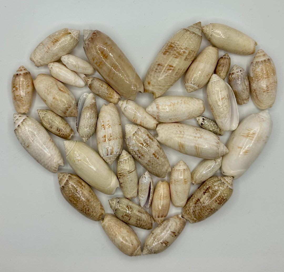 Florida Lettered Whole Olive Seashells, Naturally Shiny Craft Shells ...