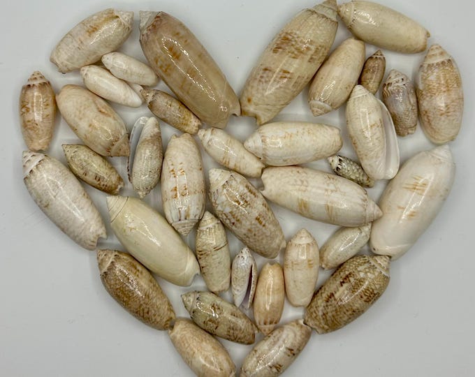 Florida Lettered Olive Seashells, Naturally Shiny Craft Shells, Beach ...