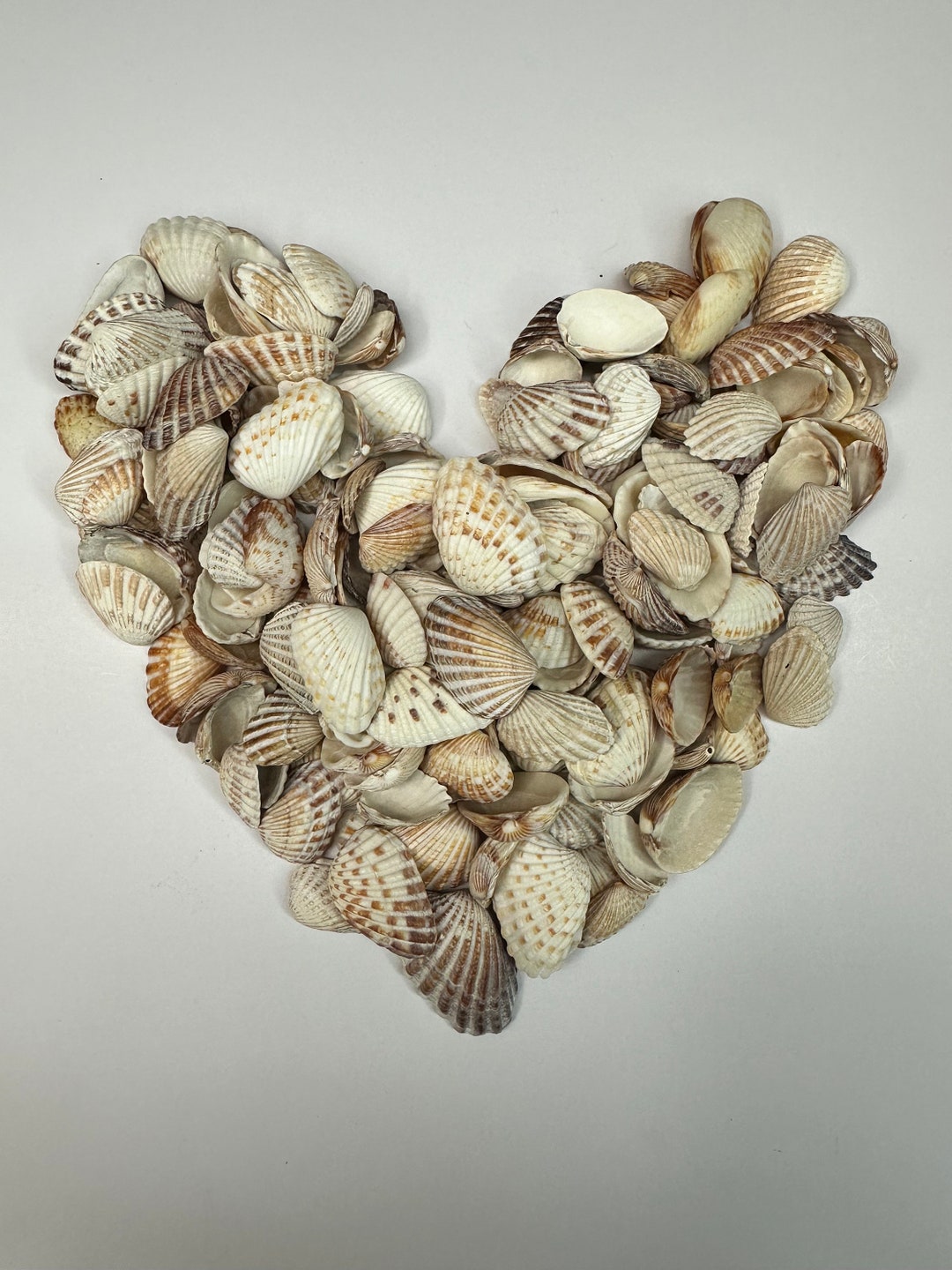 Florida Cardita Seashells, Natural (not Drilled) or Drilled, Craft ...