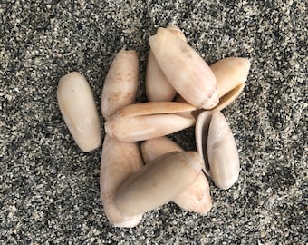 Lettered Olive Shells - Etsy