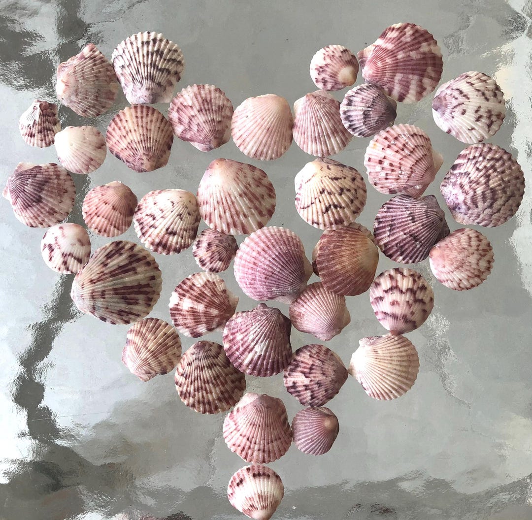 Florida Calico Scallop Seashells, You Pick Size, Natural (not Drilled ...