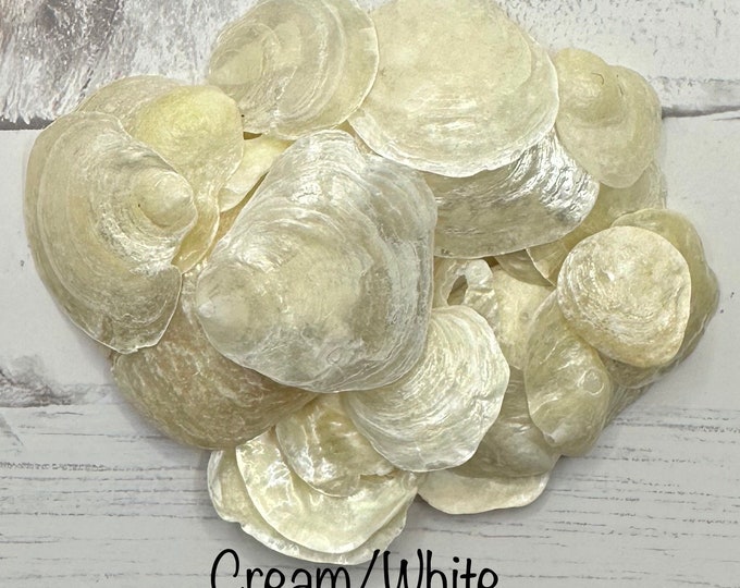 TRANSLUCENT JINGLE SEASHELLS 10-50pcs Coastal Beach Cottage Decor Craft ...