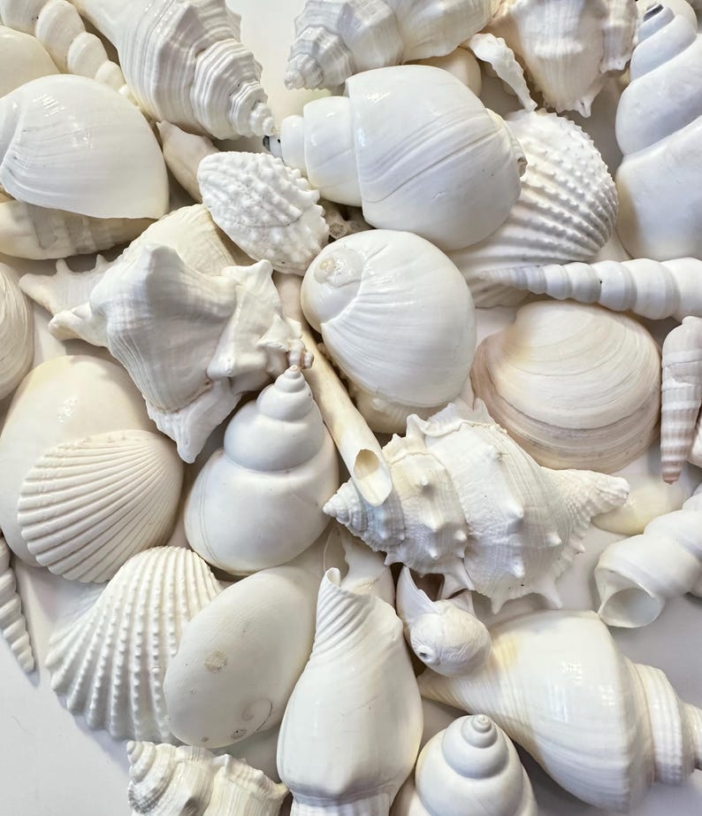 White Seashell Mix, Wedding Decor, Beach Decor, Home Decor, Vase Filler, Craft Shells, Collage ...