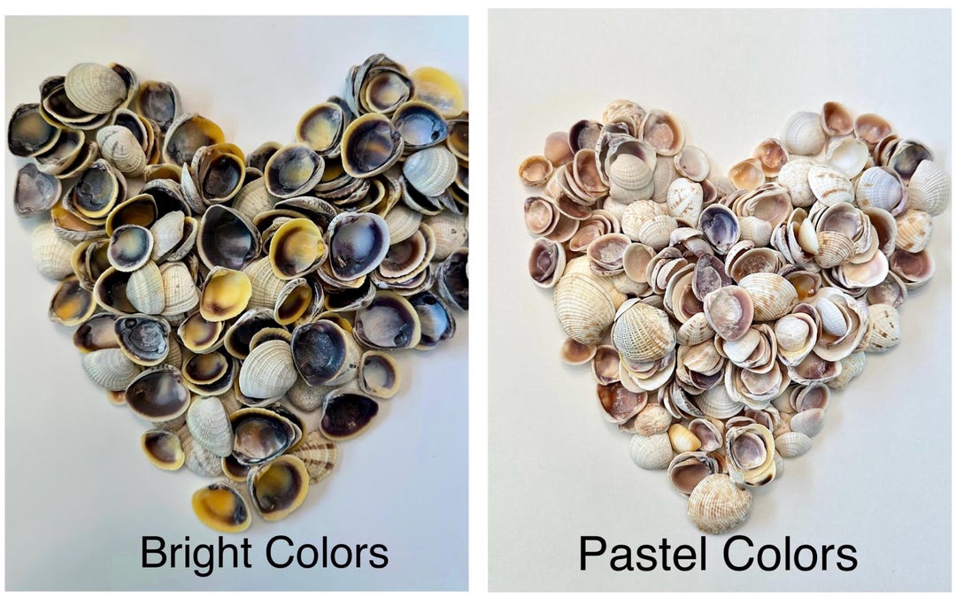 Florida Cross Barred Venus Seashells, Natural (not Drilled) or Drilled ...