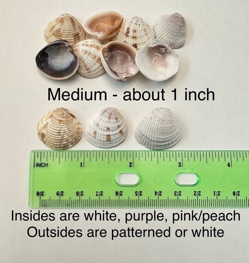 Florida Cross Barred Venus Seashells, Natural not Drilled or Drilled ...