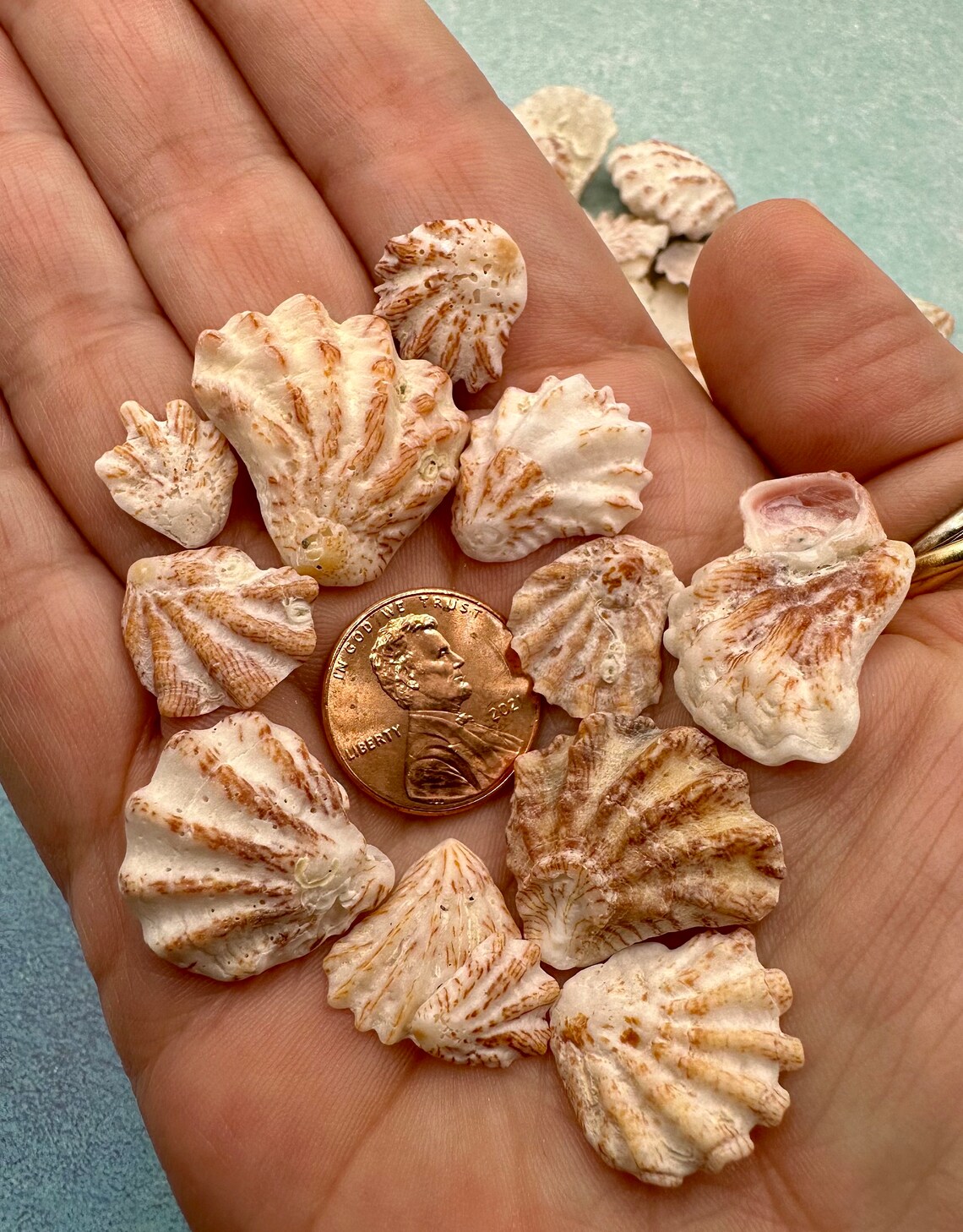 Florida Kitten's Paws Cat's Paws Seashells Natural - Etsy