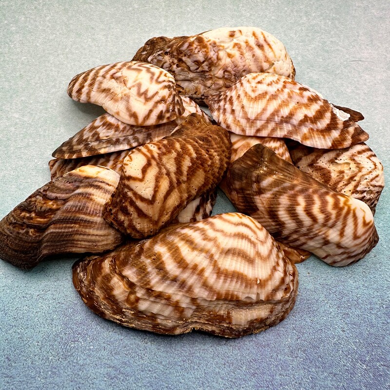 Turkey Wing Shells - Etsy