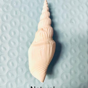 White Seashell Mix, Wedding Decor, Beach Decor, Home Decor, Vase Filler, Craft Shells, Collage ...