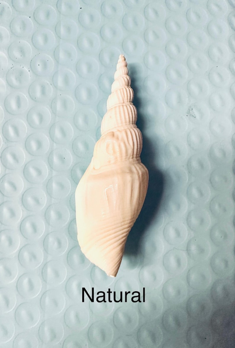 White Seashell Mix, Wedding Decor, Beach Decor, Home Decor, Vase Filler, Craft Shells, Collage ...