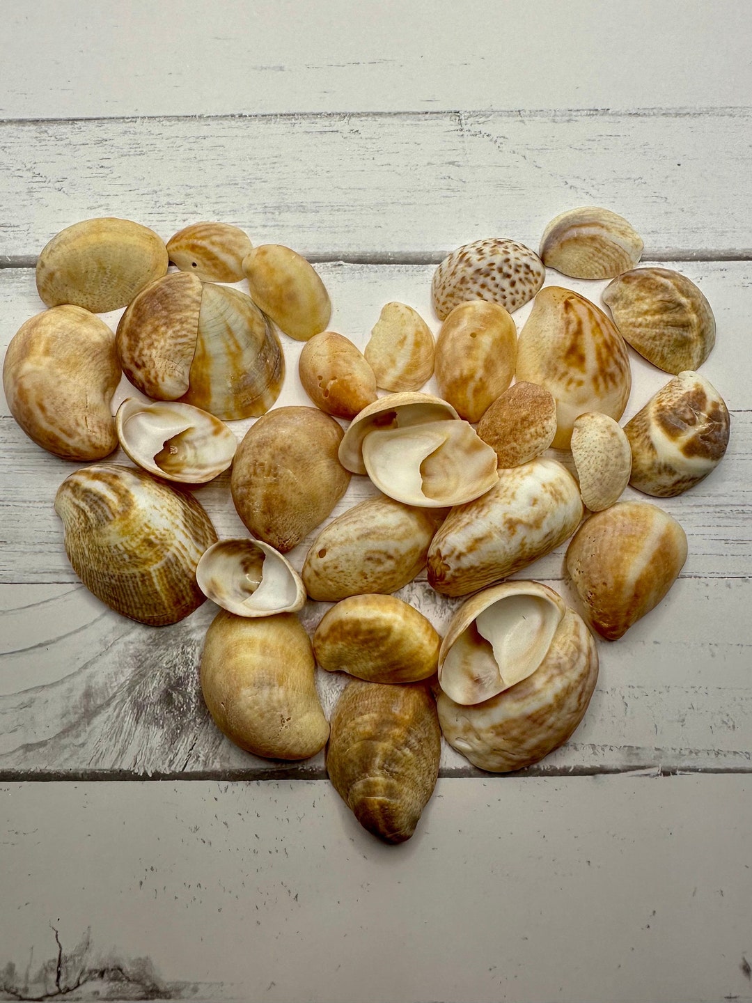 Florida Slipper Seashells, Natural (not Drilled) or Drilled, Craft ...