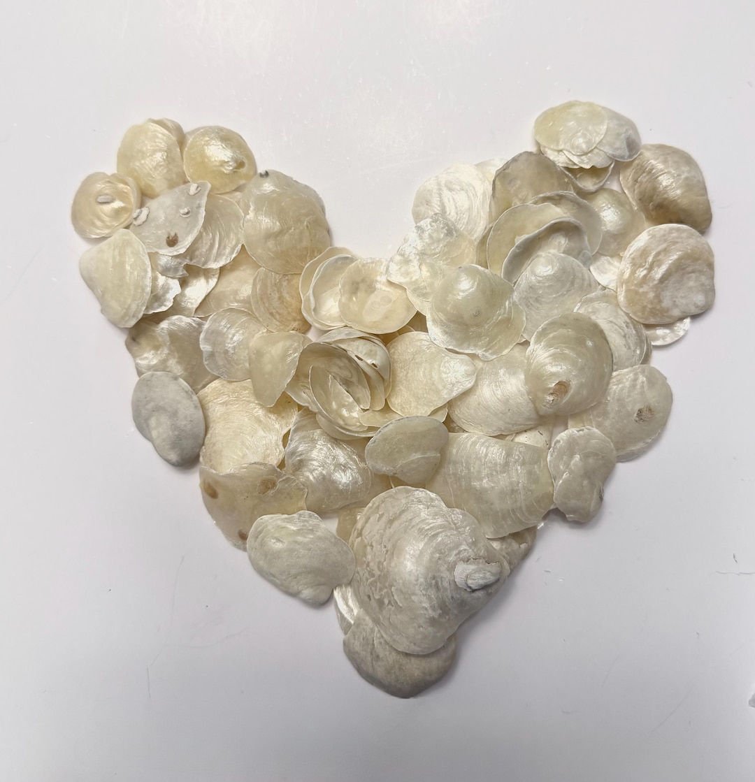 Florida White Cream Jingle Seashells, Natural or Drilled, Craft Shells ...