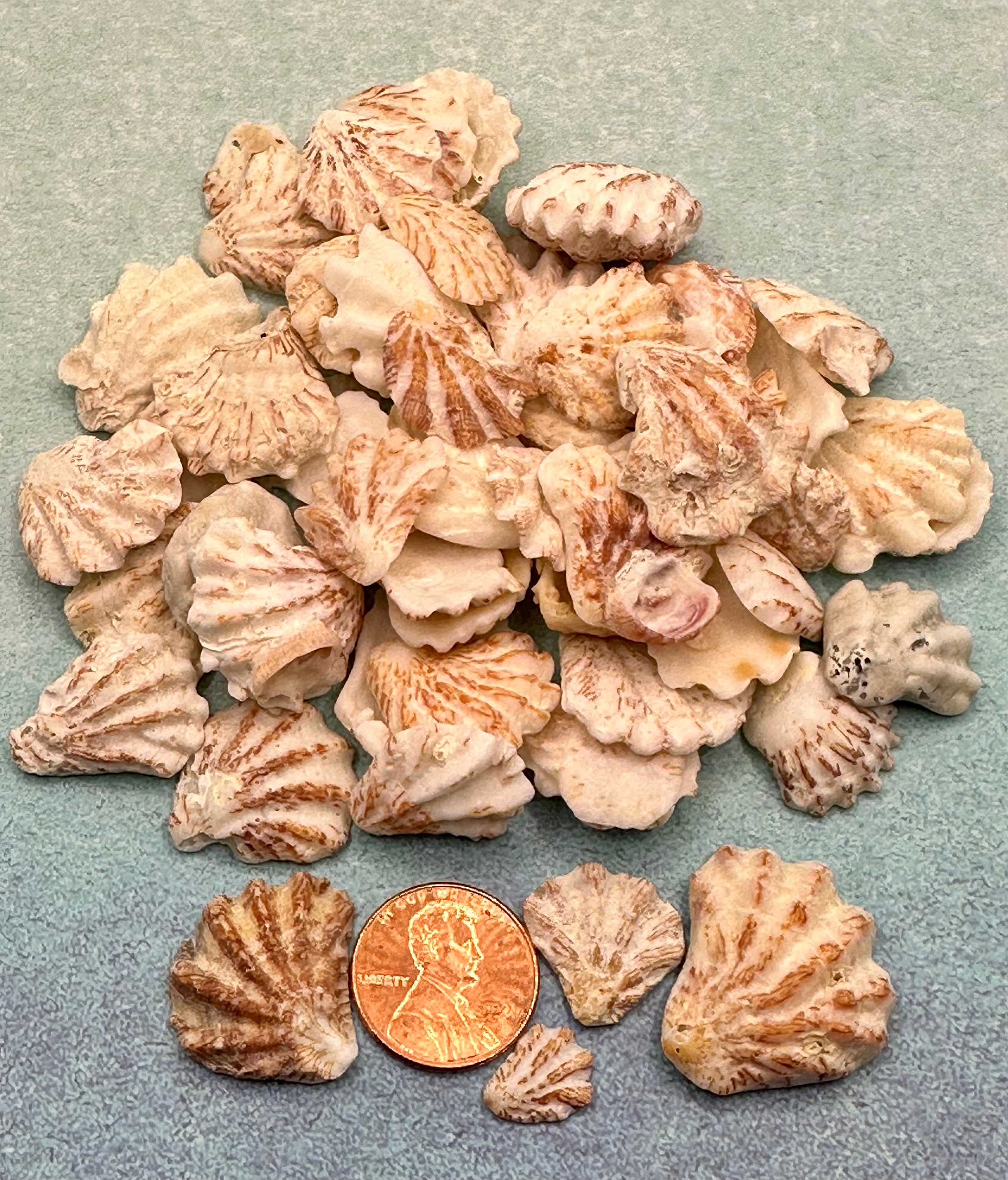 Florida Kitten's Paws Cat's Paws Seashells Natural - Etsy