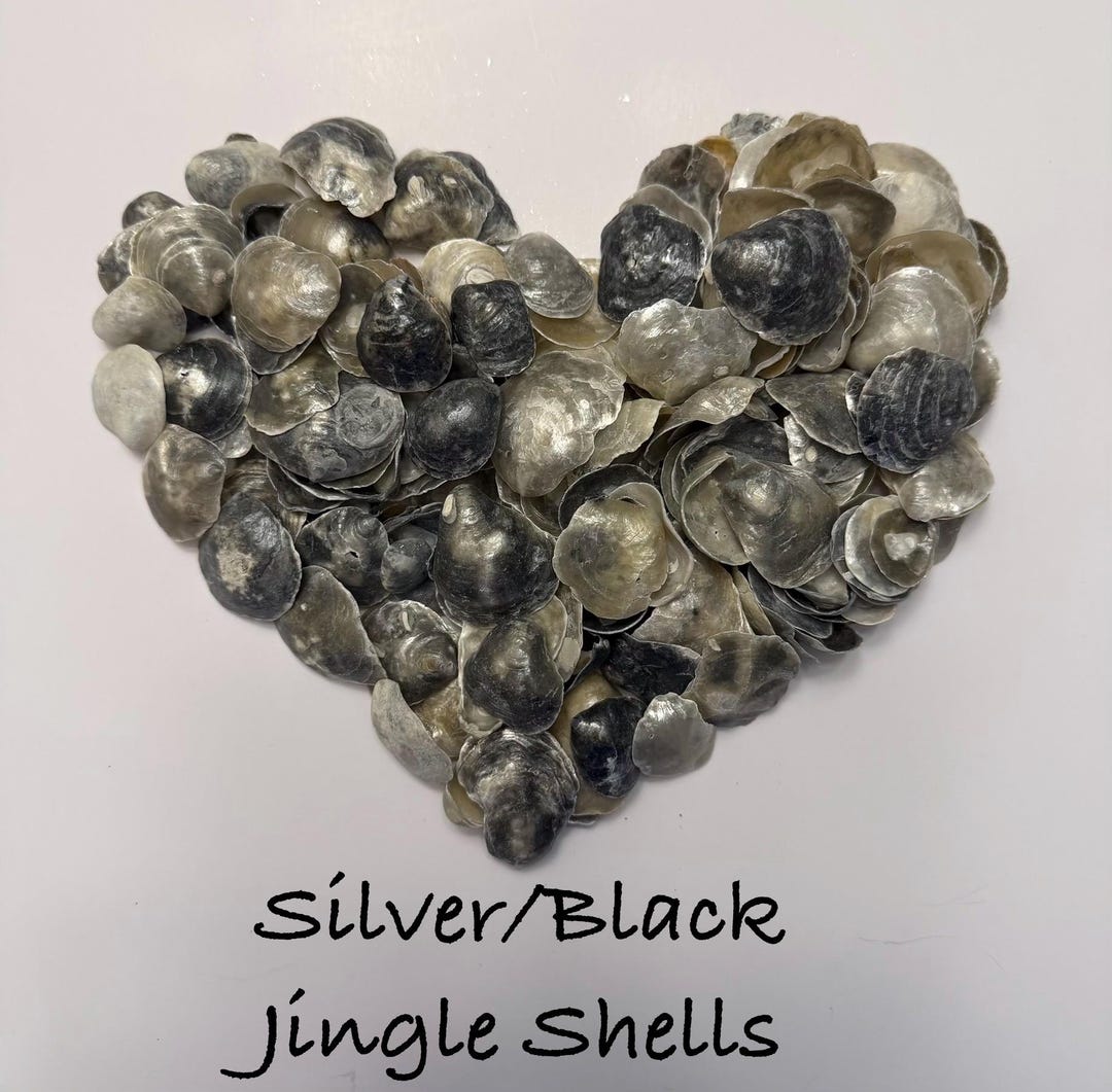 Florida Silver Black Jingle Seashells, Natural or Drilled, Craft Shells ...