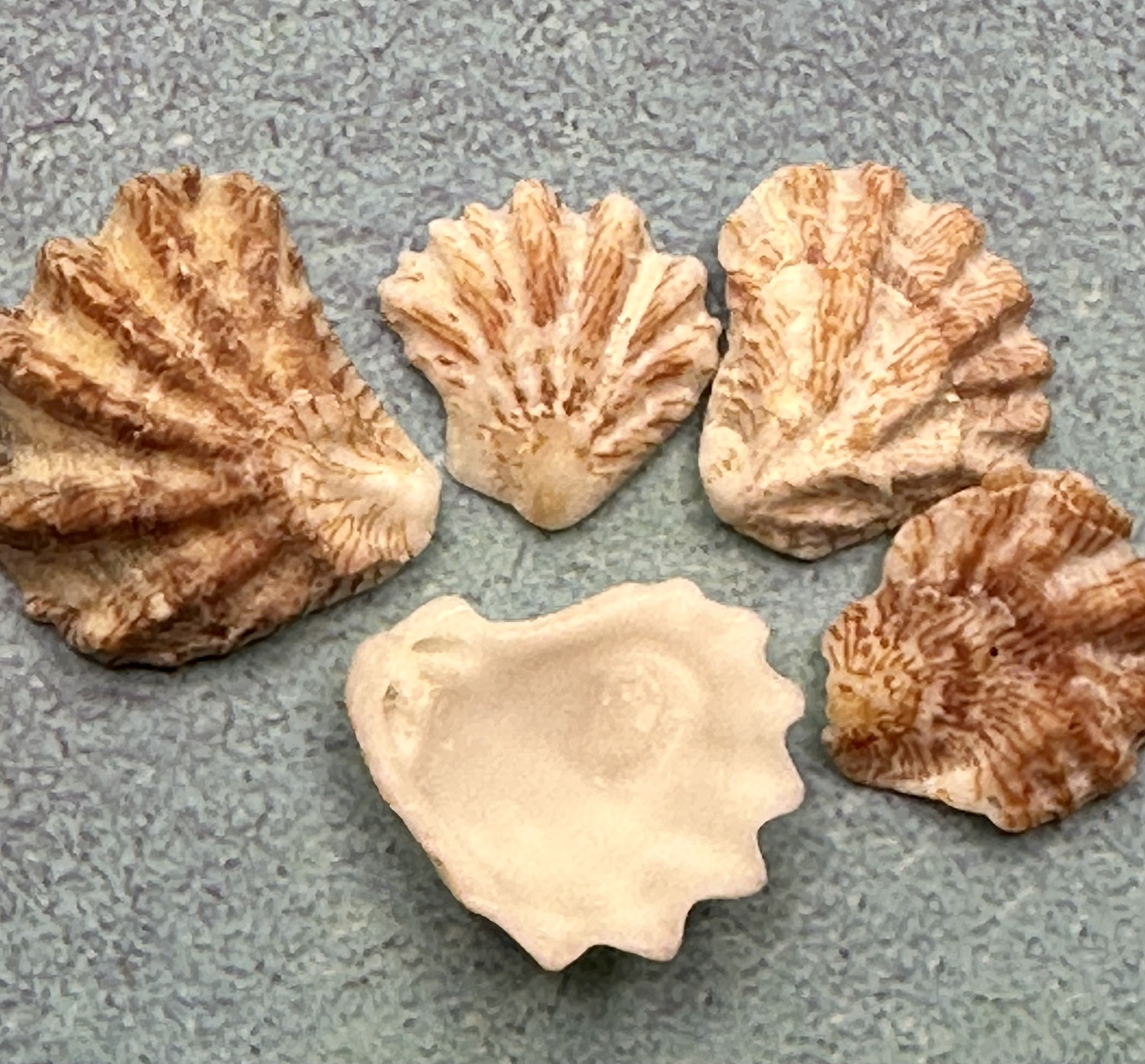 Florida Kitten's Paws Cat's Paws Seashells Natural - Etsy