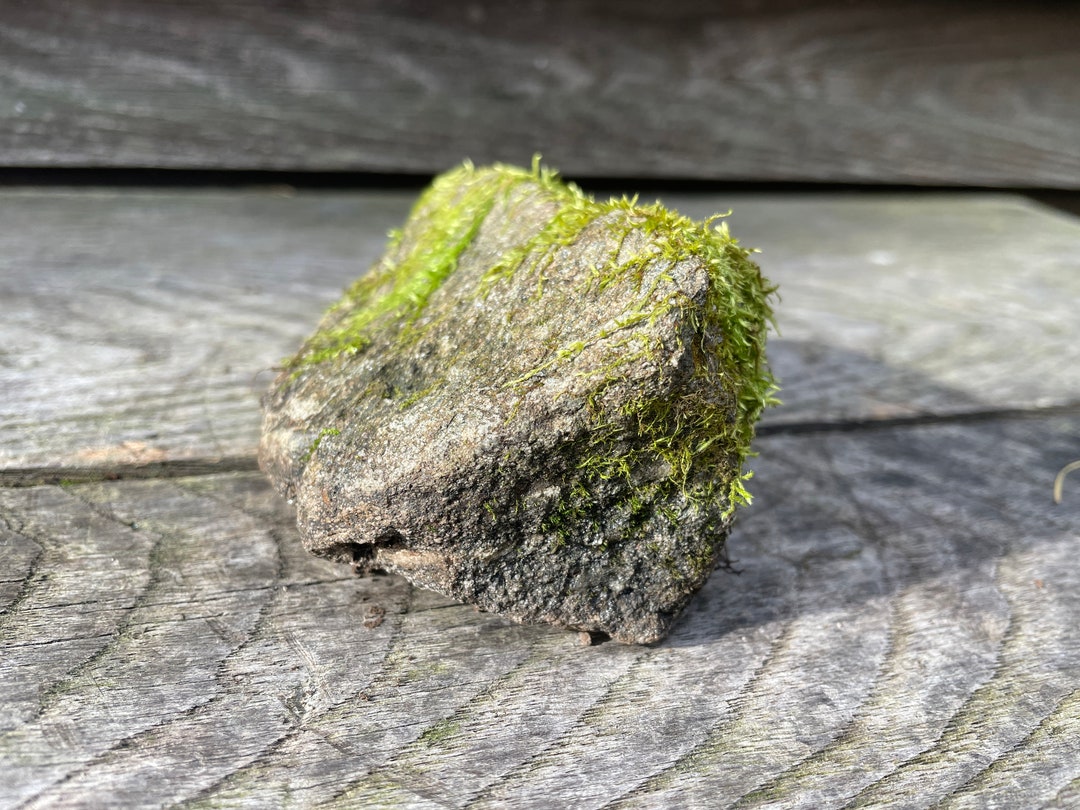 Natural Rock With Moss - Etsy