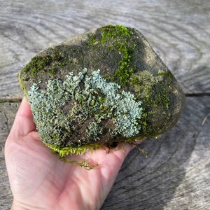 Natural Rock With Moss and Lichens - Etsy