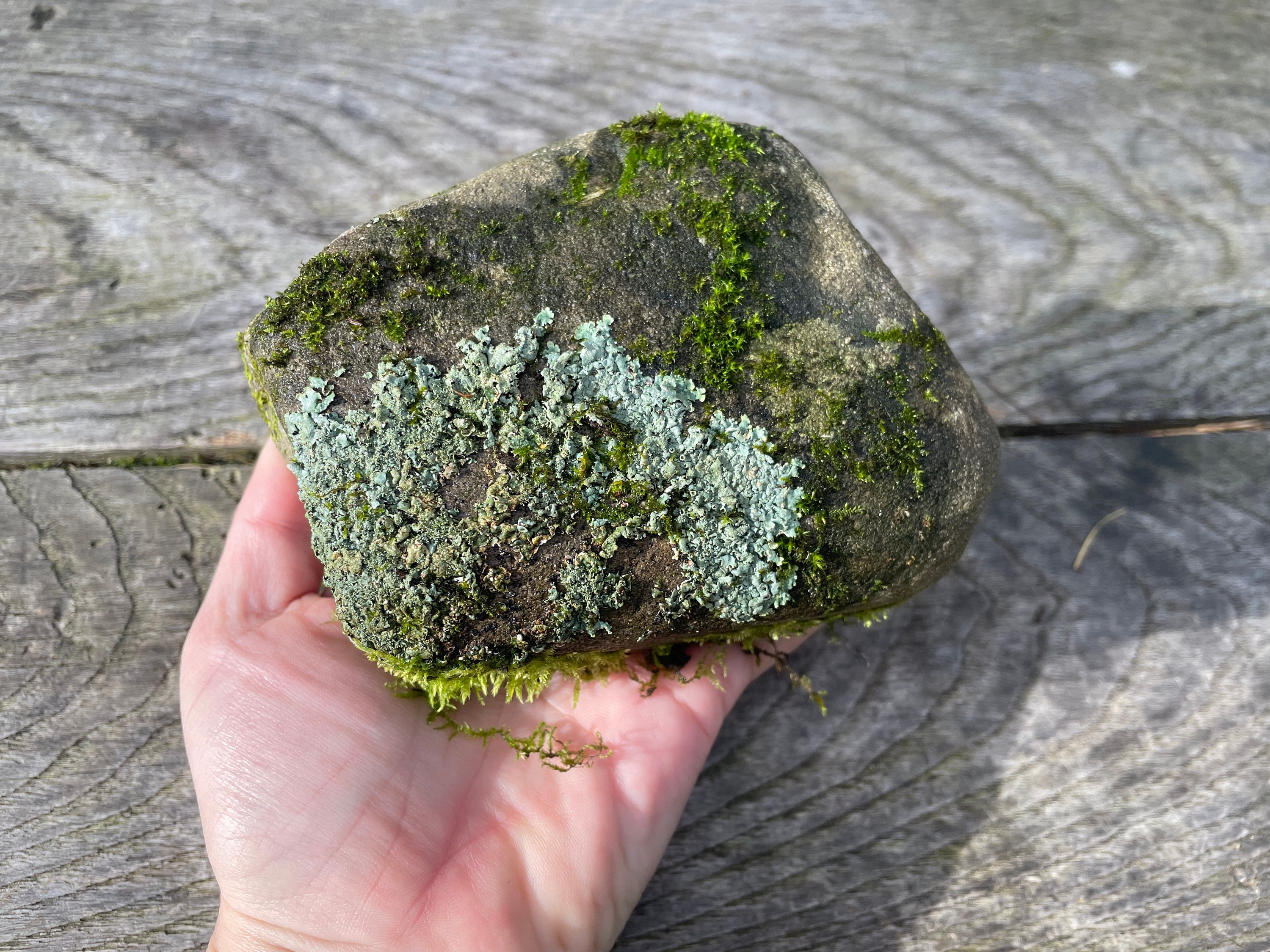 Natural Rock With Moss and Lichens - Etsy