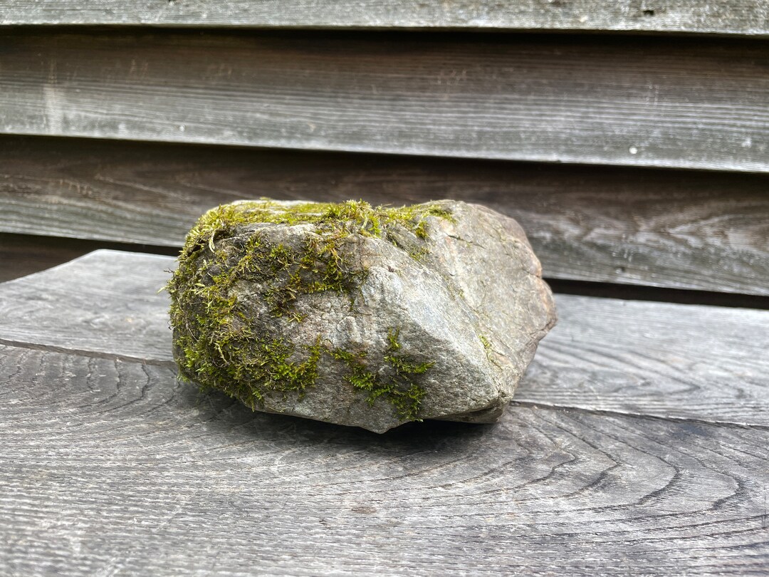 Natural Moss Rock for Decoration - Etsy