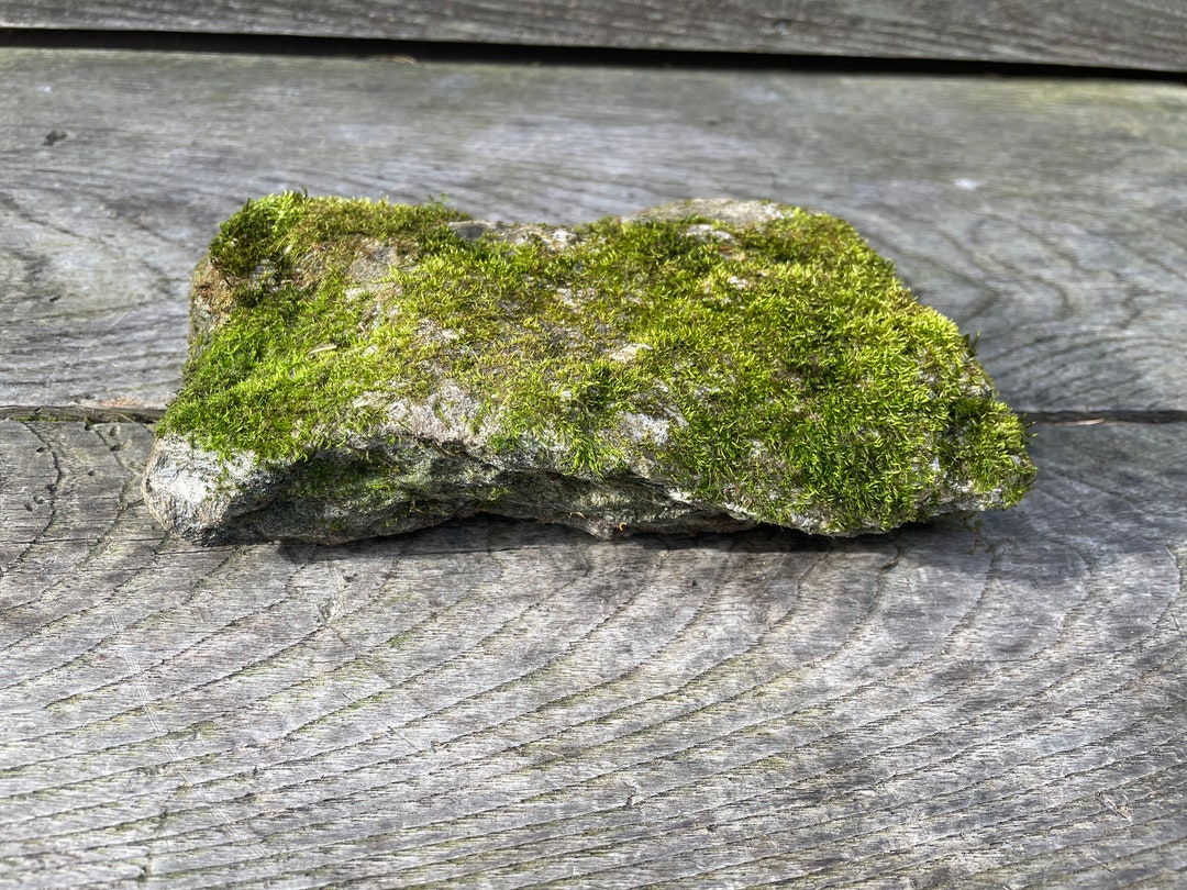 Moss Covered Rock for Decoration - Etsy