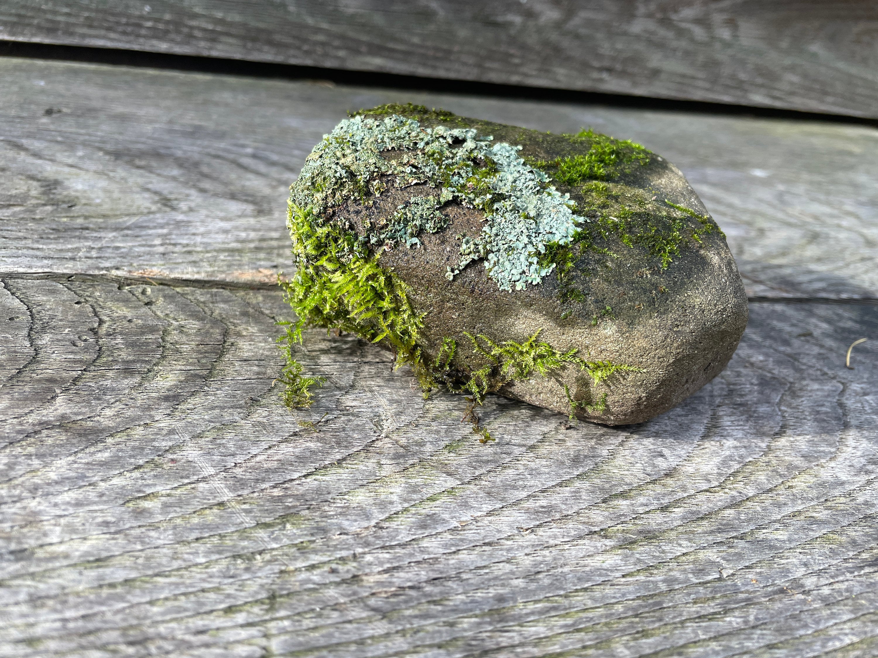 Natural Rock With Moss and Lichens - Etsy