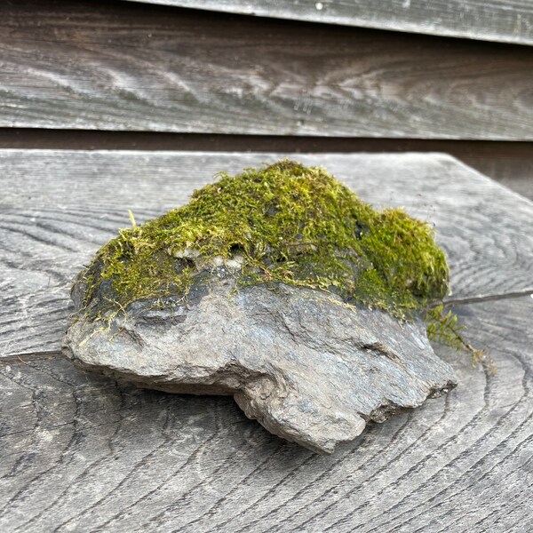 Moss Rock - Etsy