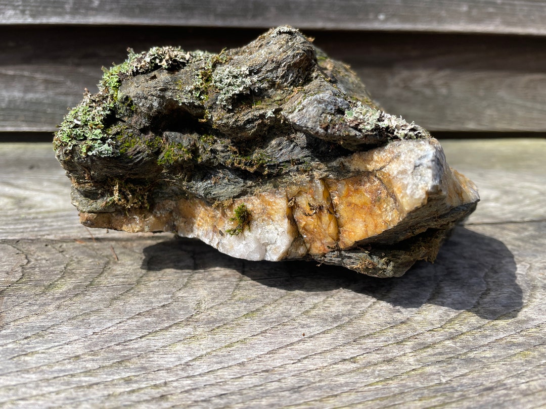 Natural Moss Rock, Perfect for Terrarium Design & Green Landscaping ...