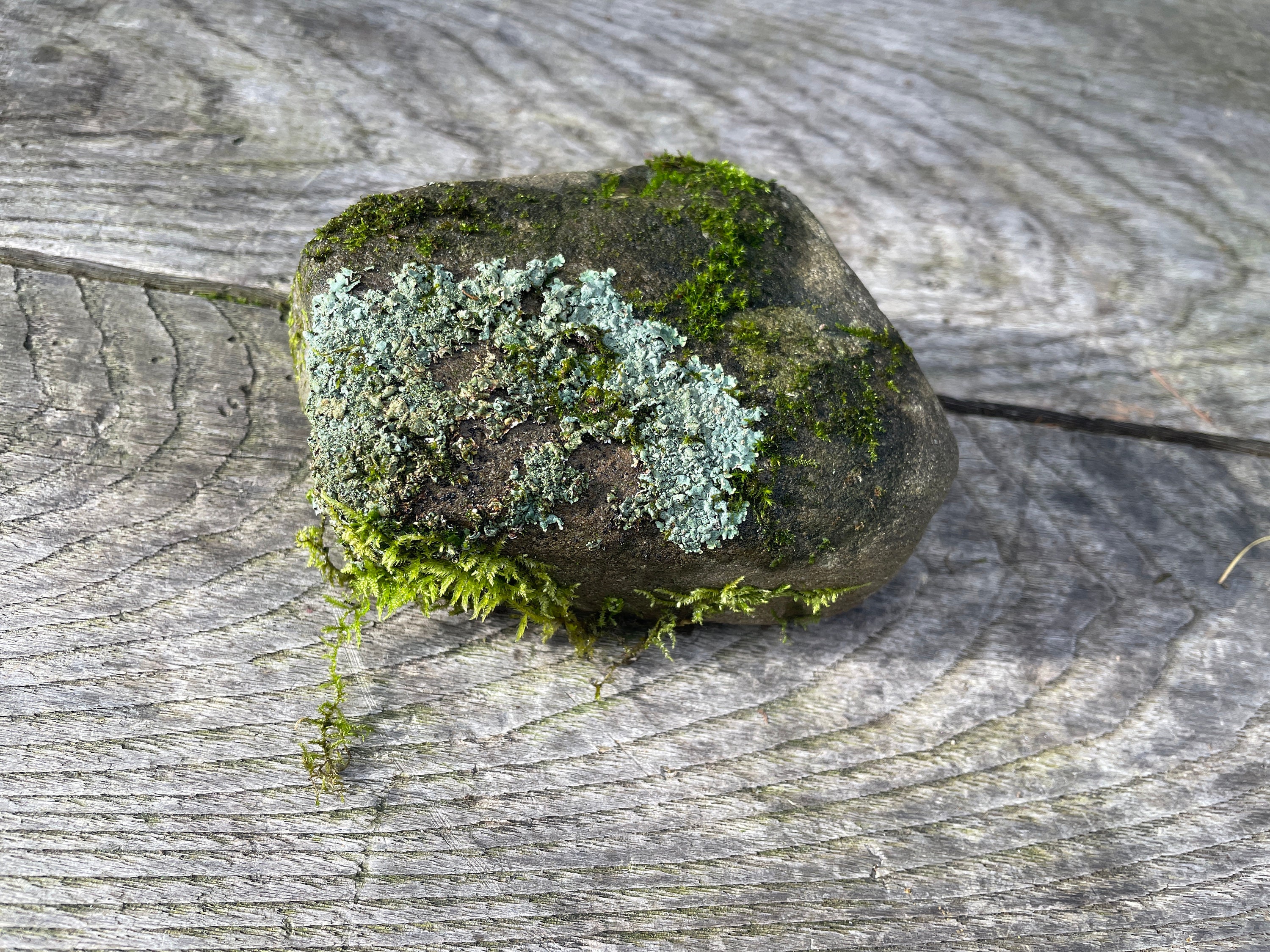 Natural Rock With Moss and Lichens - Etsy