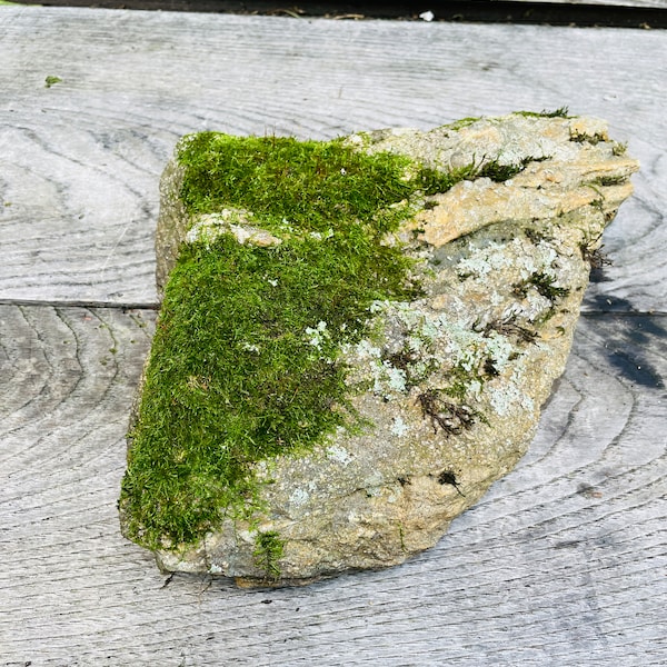 Moss Rock - Etsy