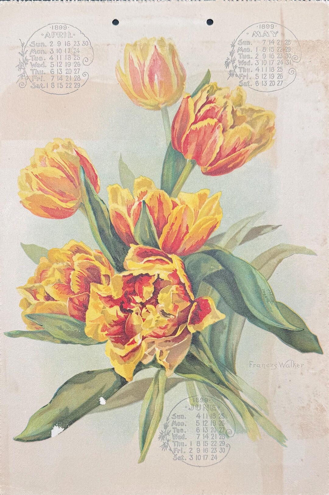 Antique 1899 Frances Walker Tulip Calendar Page , April May June ...