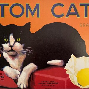 Vintage Tom Cat Lemon Fruit Crate Label, California Fruit Label ...