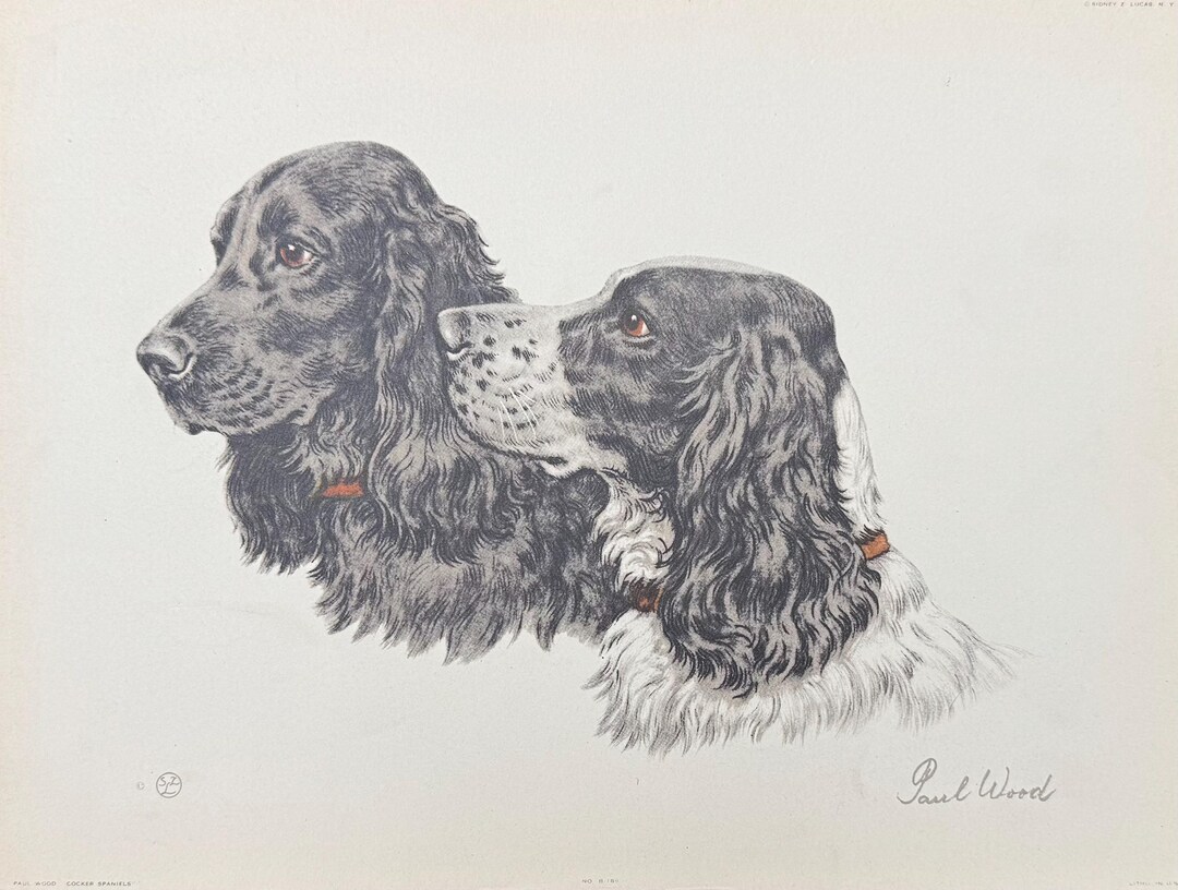 Cocker Spaniels, Vintage 1930s or 40s Paul Wood 9x12 Litho Print, Two ...
