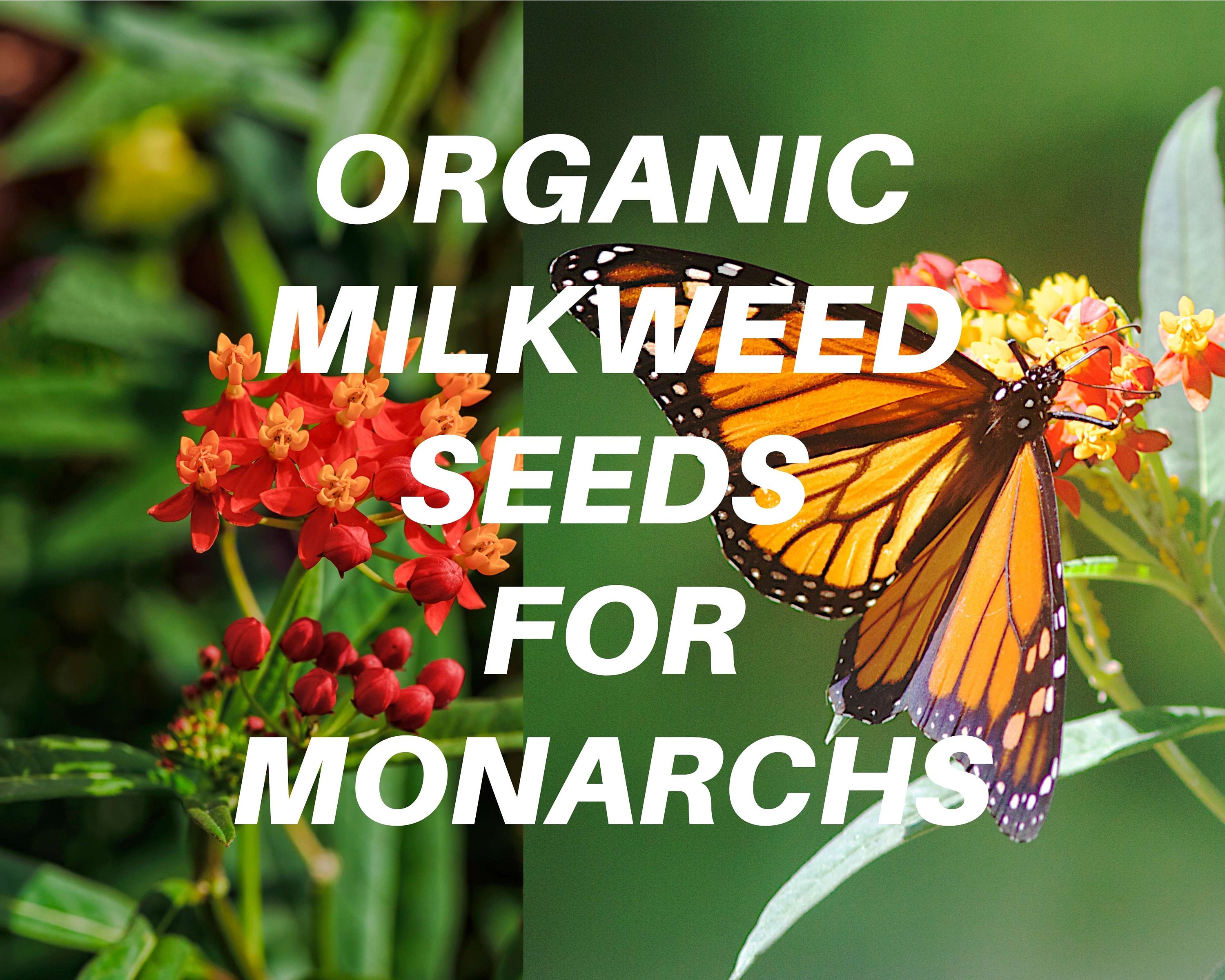 Organic Milkweed Seeds for Monarchs (semillas De Asclepias Para Atraer ...