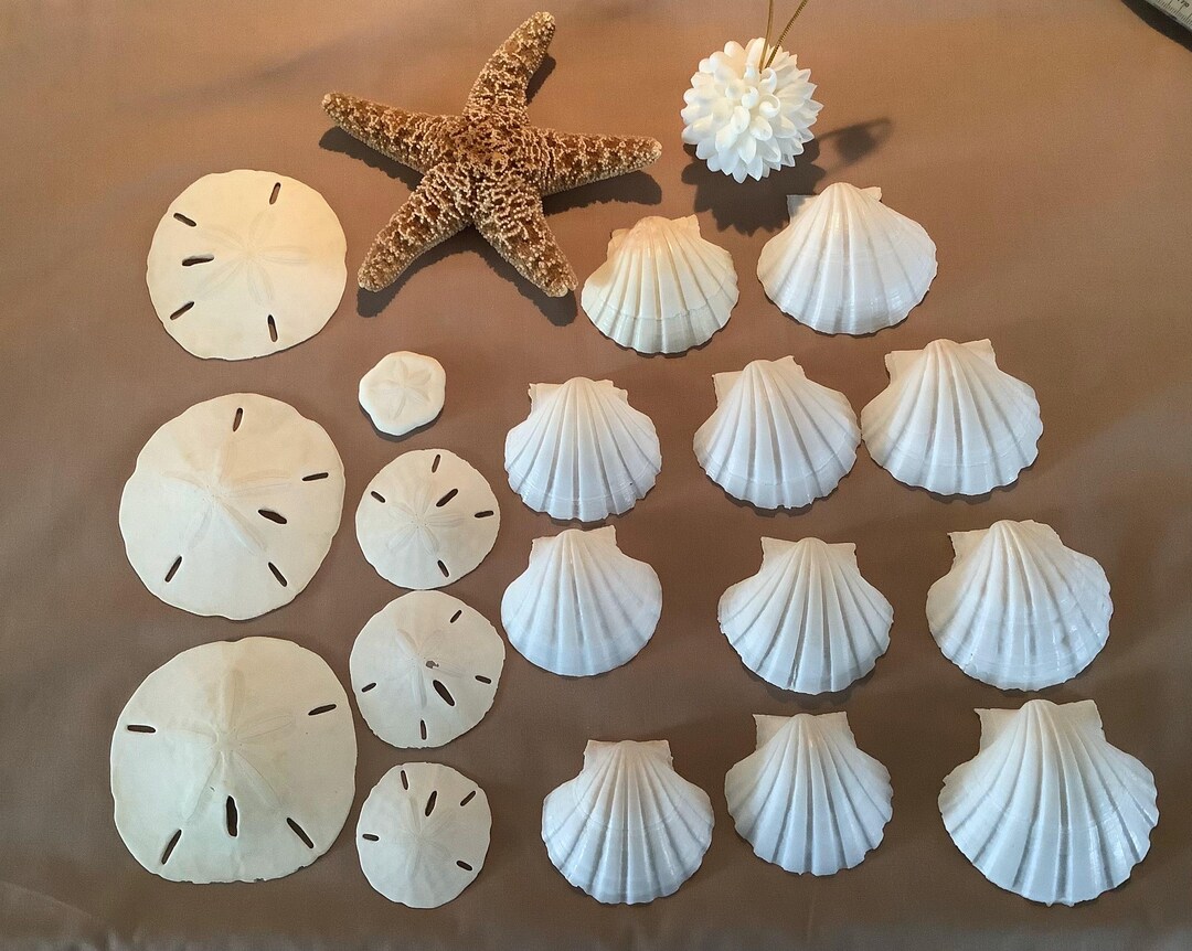 Seahells, Sand Dollars, Starfish, Shell Orb. - Etsy