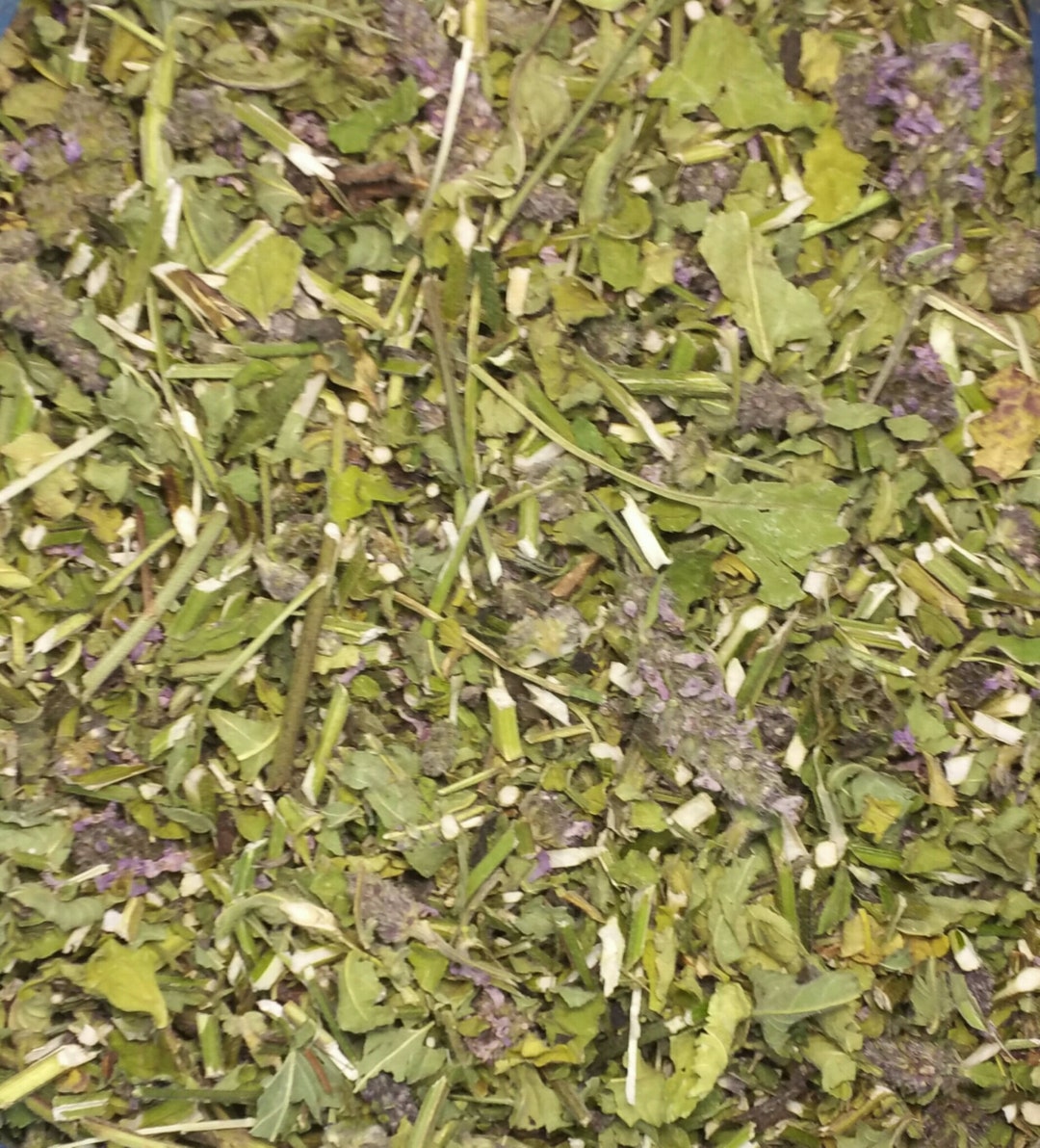 Organic Wood Betony stachys Officinalis Dried Herb - Etsy