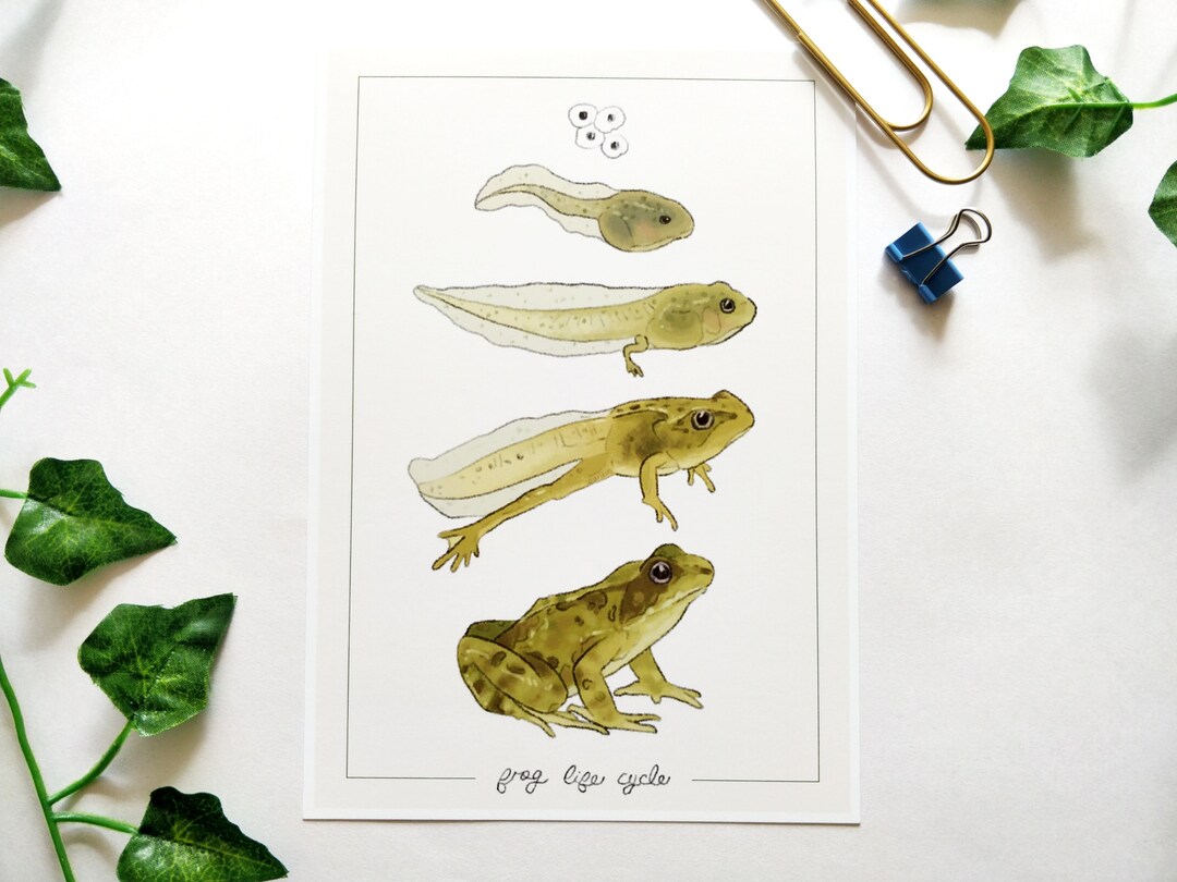 Frog Life Cycle Print, A5 Froggie Print, Cottagecore Frogspawn Tadpole ...