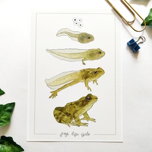 Frog Life Cycle Print, A5 Froggie Print, Cottagecore Frogspawn Tadpole ...