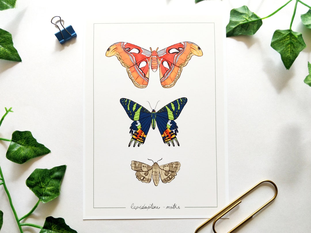 Moths Print, A5 Acnh Lepidoptera Print, Cottagecore Atlas Moth Wall ...