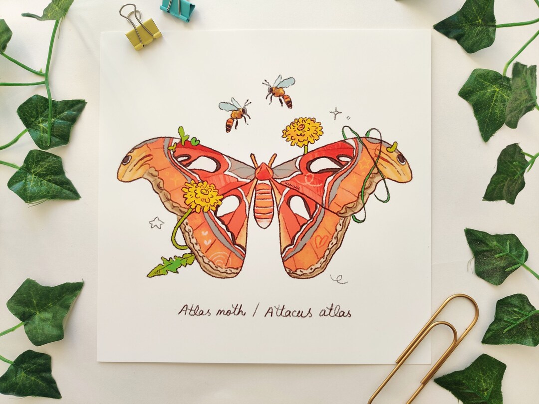 Atlas Moth Print, Square Cottagecore, Illustrated Entomology Print ...
